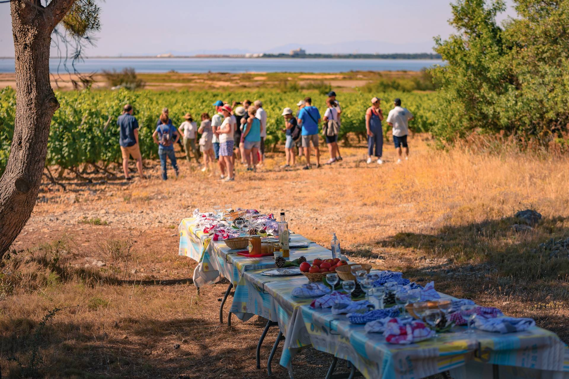 OFFICE DE TOURISME INTERCOMMUNAL CORBIÈRES MINERVOIS - Lezignan-Corbieres, Aude